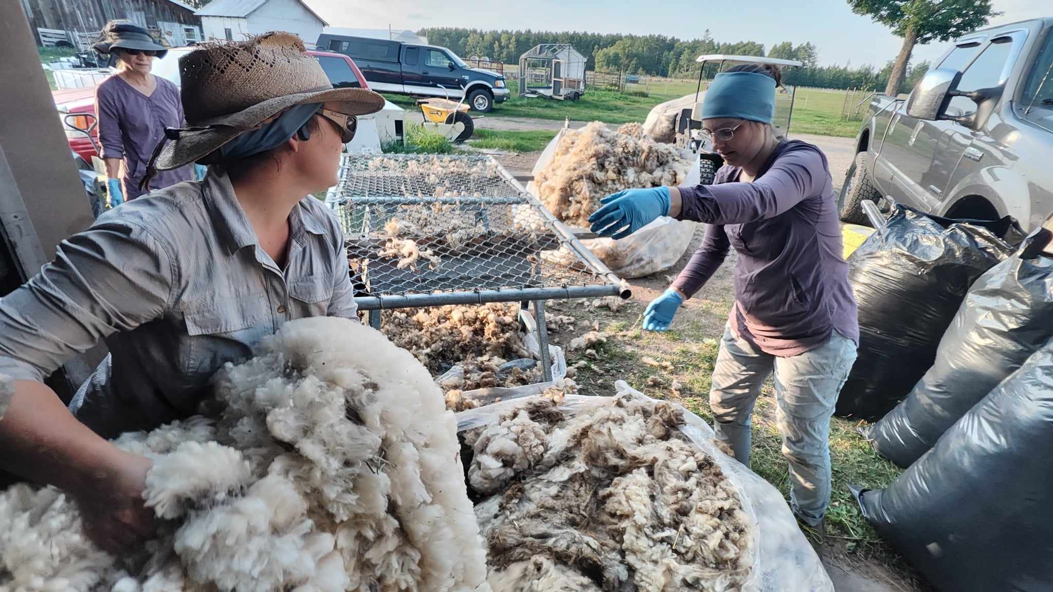 Shepherding the Full Experience: The Story of Sheep to Kits on my Farm ...